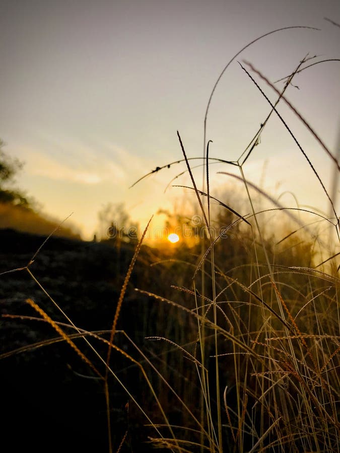 Sun kissed Grass stock photo. Image of morning, grass - 191648342