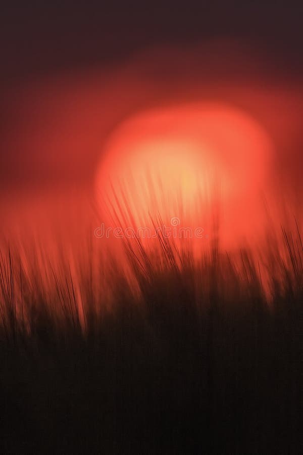 Sun in the Late Summer Light Stock Image - Image of park, nature: 94116895