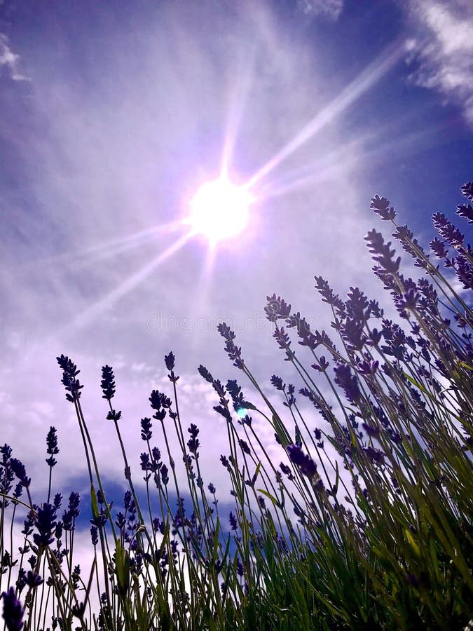 Sun and lavender stock image. Image of england, fields - 166329269
