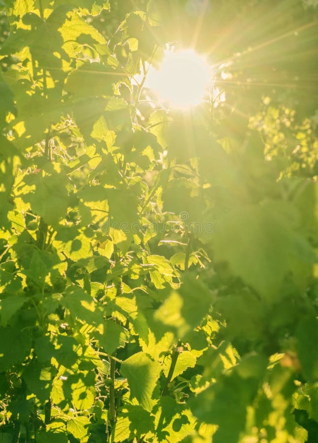 Sun through leaves stock image. Image of color, tranquil - 72302887