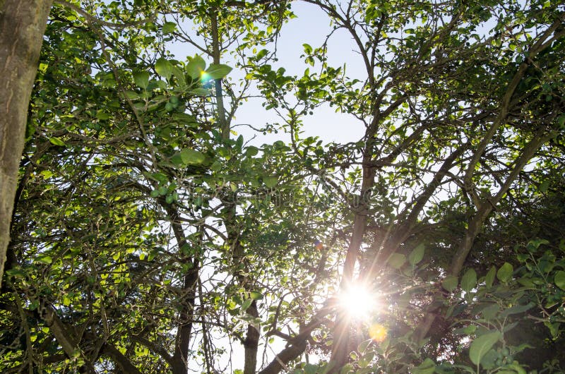 Sun through the Leaves of a Tree Stock Image - Image of green, summer ...