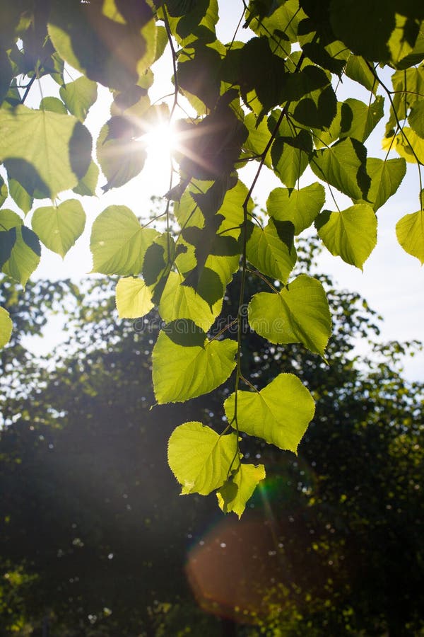 Sun through the Leaves of Trees Stock Photo - Image of scenic, branches ...