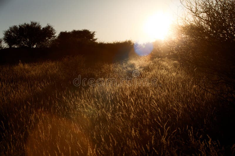Sun Lens Flare on the Heathland at Sunset Stock Image - Image of lens ...