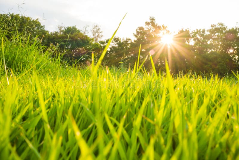 Sun Light Beam on Park with Tree Green Grass Stock Image - Image of ...