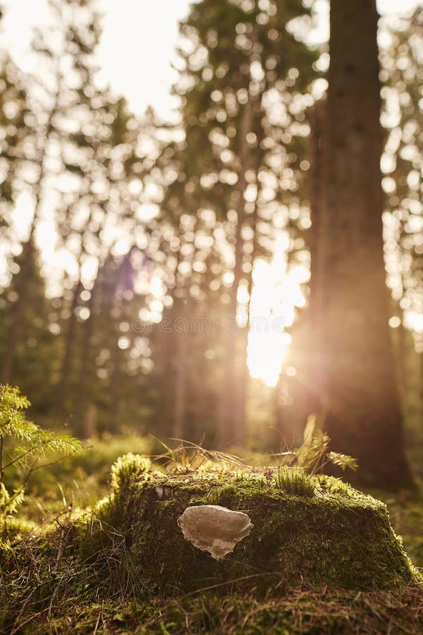 Sun Light in a Beautiful Forest with Plants Stock Image - Image of ...