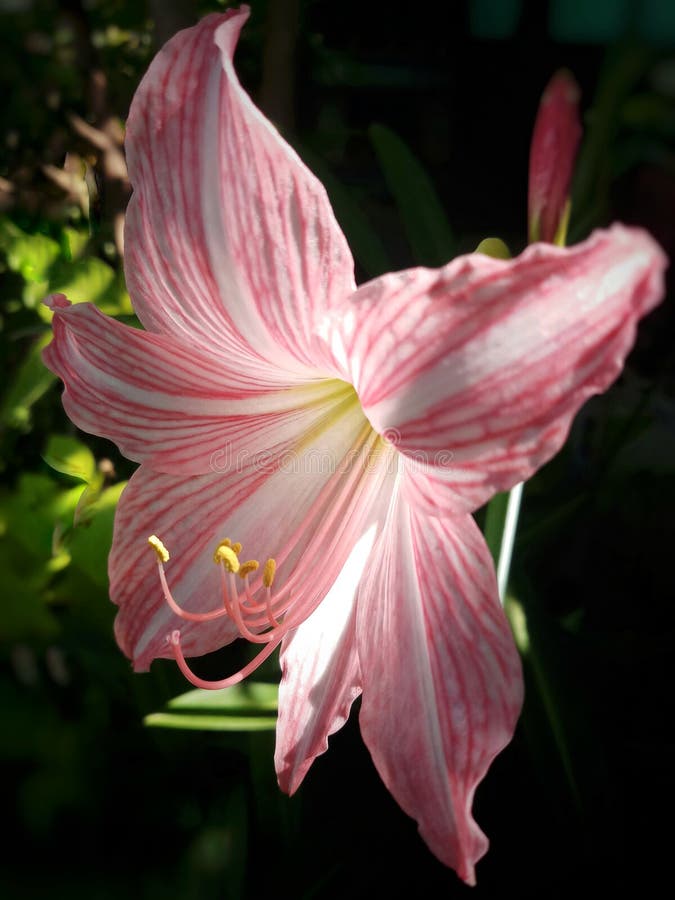 Sun Light Behind the Flower Stock Image - Image of light, nature: 246939563