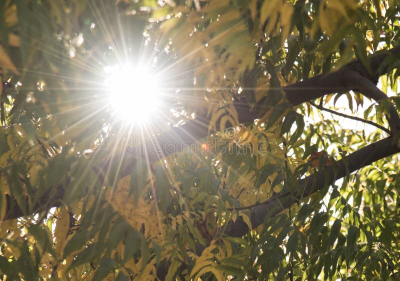 Sun light behind the tree stock image. Image of leaves - 104721977