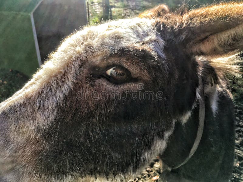 Sun Light Donkey Look stock photo. Image of streams, sharp - 91027592