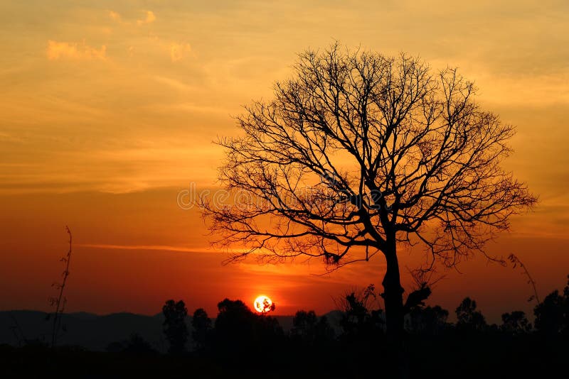 Sun Light with Dry Trees,sky,sunset. Stock Photo - Image of beauty ...