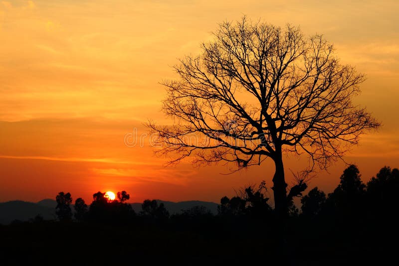 Sun Light with Dry Trees,sky,sunset. Stock Image - Image of black ...