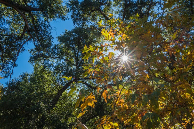 Sun Light through Forest Canopy Stock Image - Image of rays, shine ...