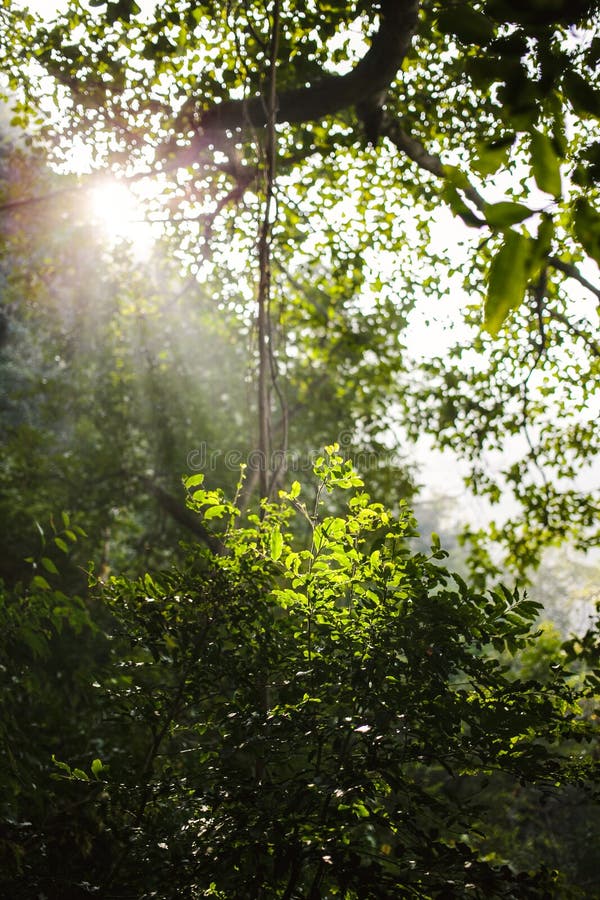 Sun Light through the Forest, Rishikesh Stock Image - Image of spring ...