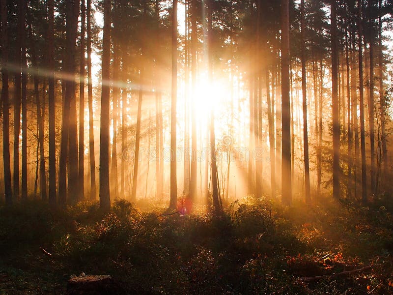 Sunlight in a forest stock photo. Image of forest, sunshine - 367209118