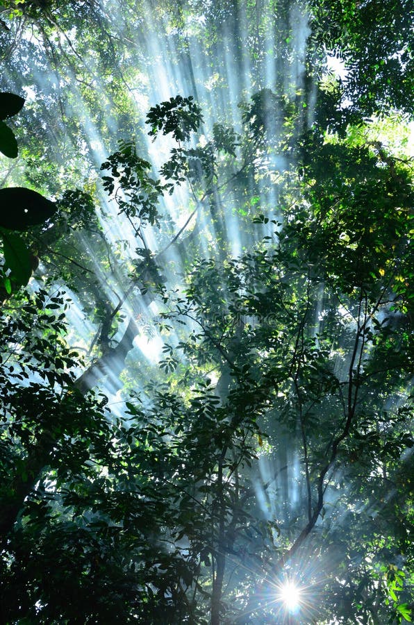 Sun light in forest stock image. Image of misty, mysterious - 32842039