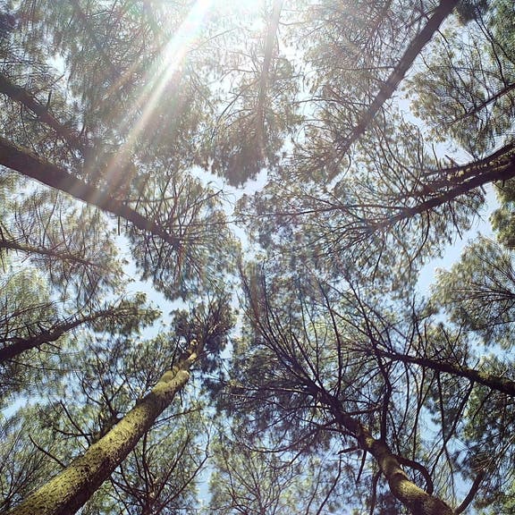 Sun light on the forrest stock image. Image of forrest - 262327297