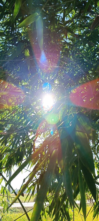 Sun light in green bamboo stock photo. Image of bamboo - 265504694