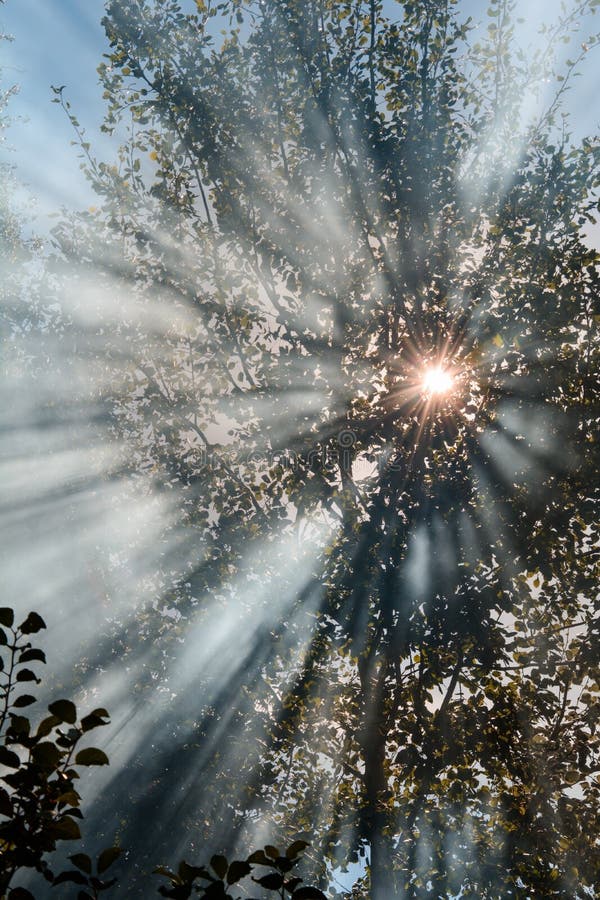 Sun Light through Leaves and Ray of Haze. Stock Photo - Image of dream ...