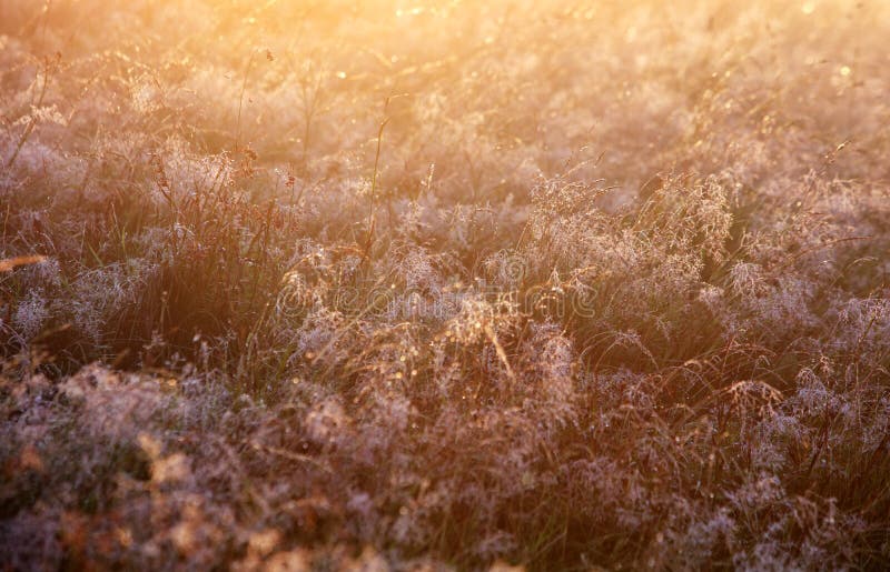 Sun Light on Meadow Flowers in the Morning Stock Image - Image of light ...