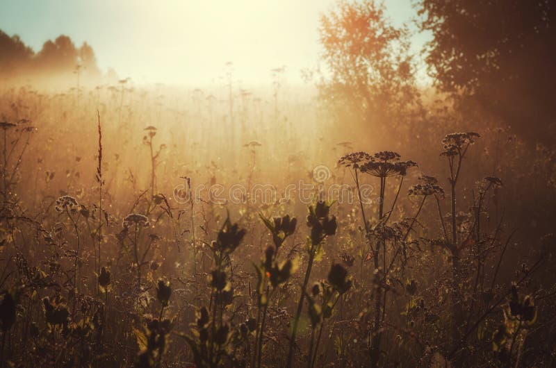 The sun light over field stock image. Image of sunrise - 58619047