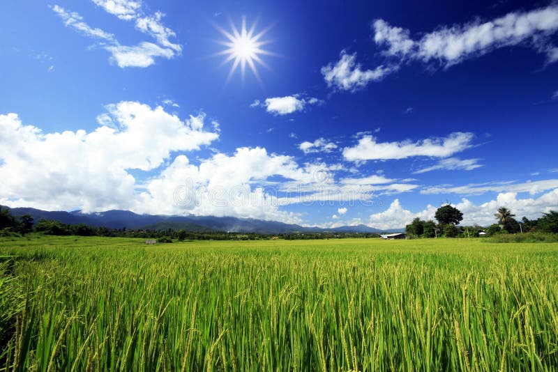 Sun Light Over Green Rice Farm Stock Photo - Image of beautiful, grass ...