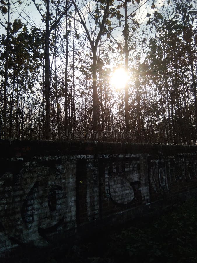 Sun Light Passing through between Tree Stock Photo - Image of passing ...