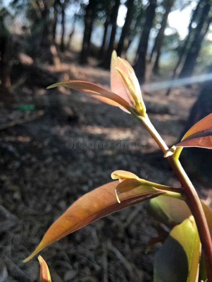 Sun Light Ray Falling on Leaves Stock Image - Image of leaf, falling ...