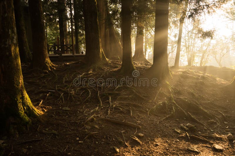 Sun light ray in forest. stock photo. Image of green - 72886382
