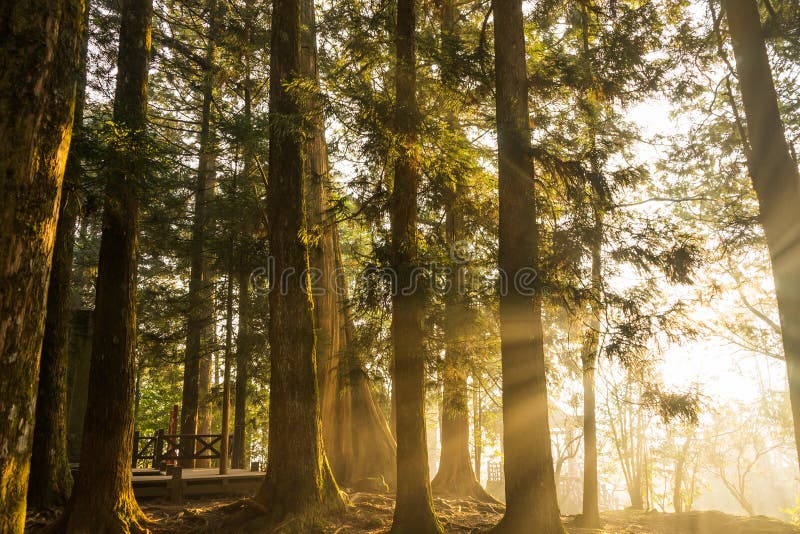 Sun Light Ray in Pine Forest. Stock Photo - Image of bright, autumn ...