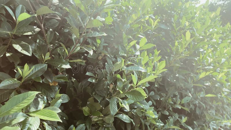 Sun Light Rays in the Spring Sky Behind the Green Tree Leaves Stock ...