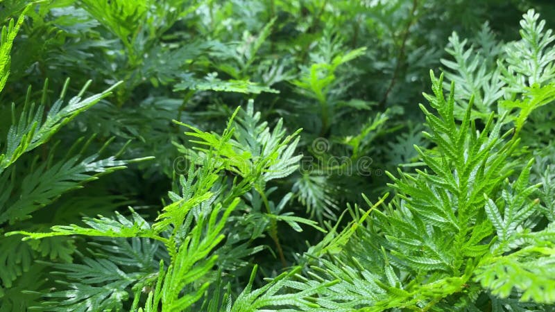Sun Light Rays in the Spring Sky Behind the Green Tree Leaves Stock ...