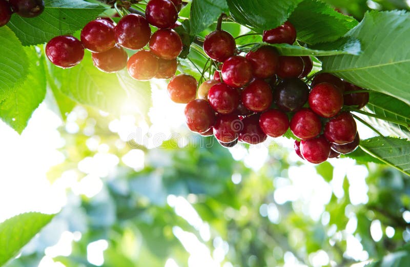 Red Big Cherries Hanging on a Cherry Tree Branch. Stock Image - Image ...