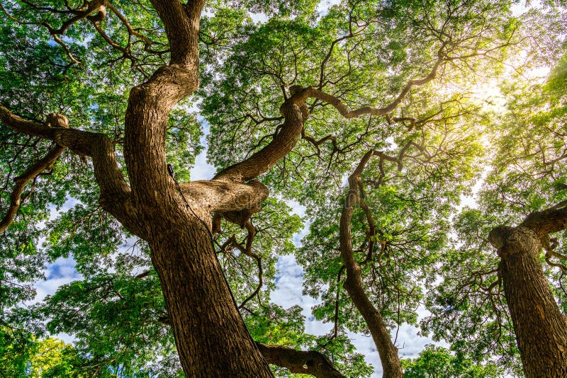 Sun Light Shining through Forest Green Large Tree Stock Photo - Image ...