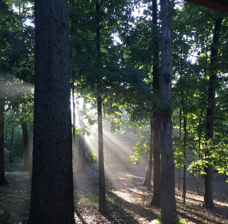 Sun Light Shining through Trees with Green Leaves. Stock Image - Image ...
