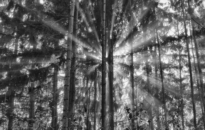 Sun Light between the Trees Stock Image - Image of shine, rays: 48181491