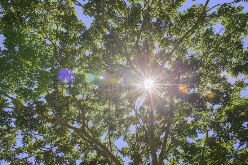 Sun Light through Treetops. Stock Image - Image of outdoor, beams: 57977717