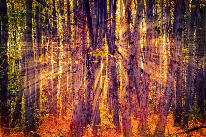 Sun light in wood stock image. Image of dusk, majestic - 34907867