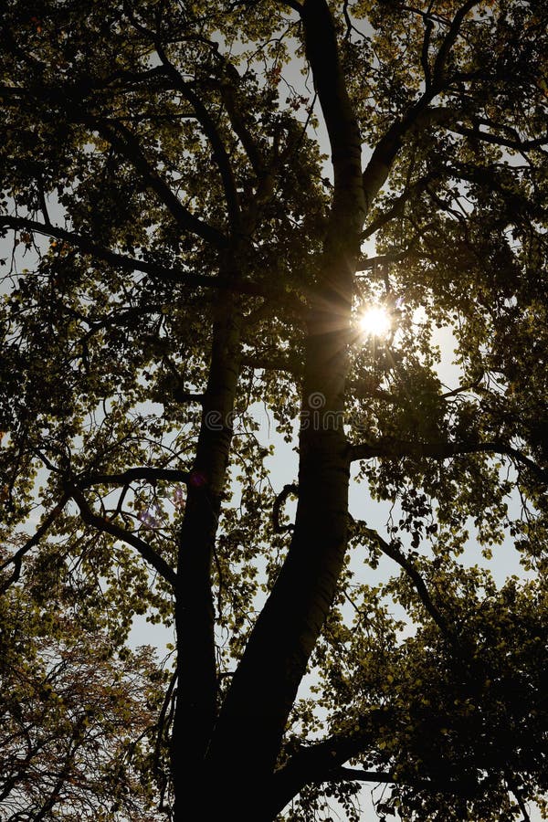 Lerge Tree Stock Photos - Free & Royalty-Free Stock Photos from Dreamstime