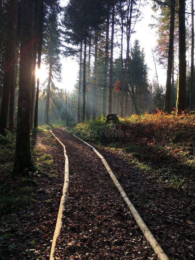 Sun Lighting the Path through the Forest Stock Photo - Image of flight ...