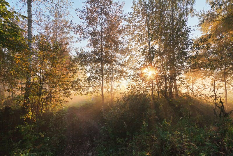 Sun Lights in a Mist in Forest Stock Photo - Image of color, outdoor ...