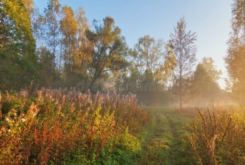 Sun Lights in a Mist in Forest Stock Image - Image of orange, colorful ...