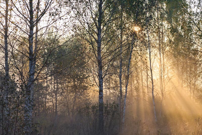 Sun Lights in a Mist in Forest Stock Photo - Image of park, foliage ...