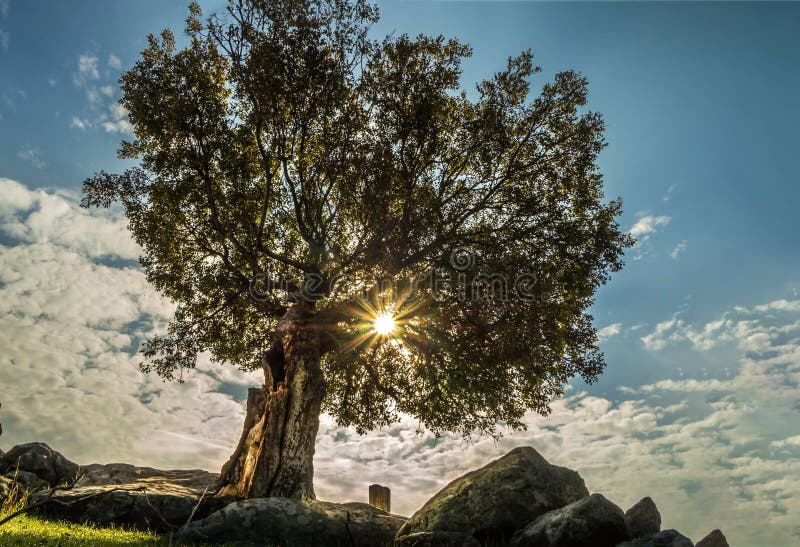 Sun Lights on a Single Tree on the Hill and Seeping through the ...