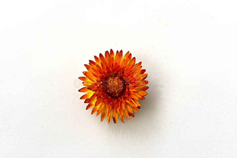 The Sun-like Aster Flower Lies on White. Stock Photo - Image of lies ...