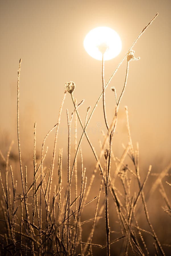 The Sun is Like a Flower on the Tip of a Withered Blade of Grass in ...