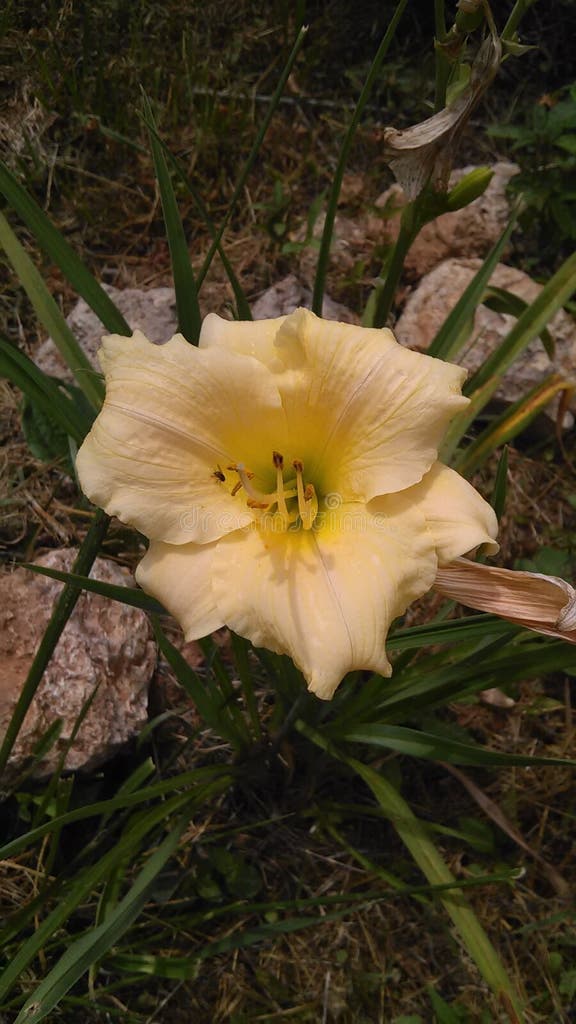 Sun lilly happy face stock image. Image of face, lilly - 231045435