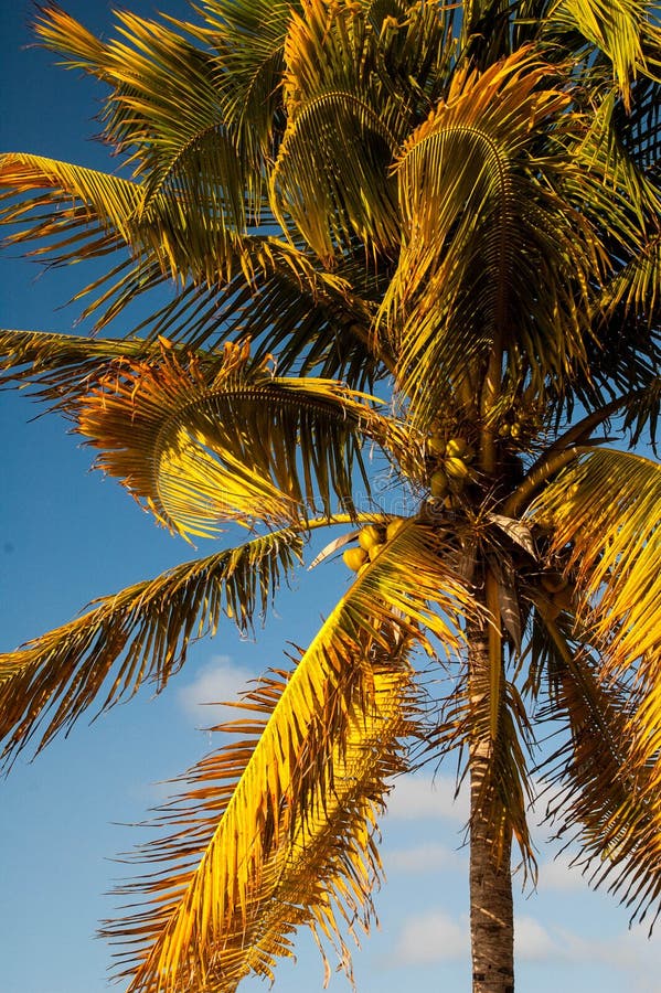 Sun lit Palm stock photo. Image of tropics, straight - 49107102