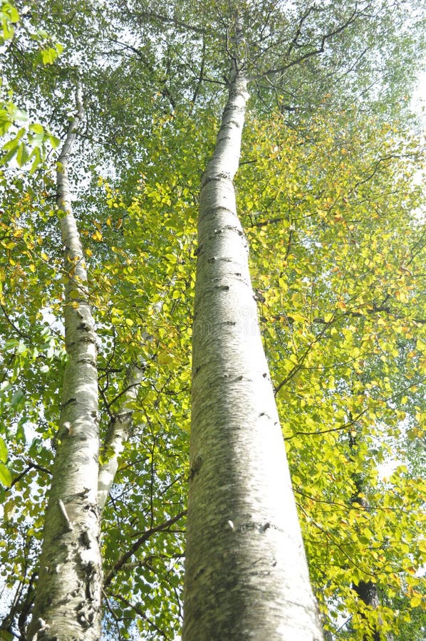 Sun-lit Trees stock image. Image of birches, leaves, forests - 80416891