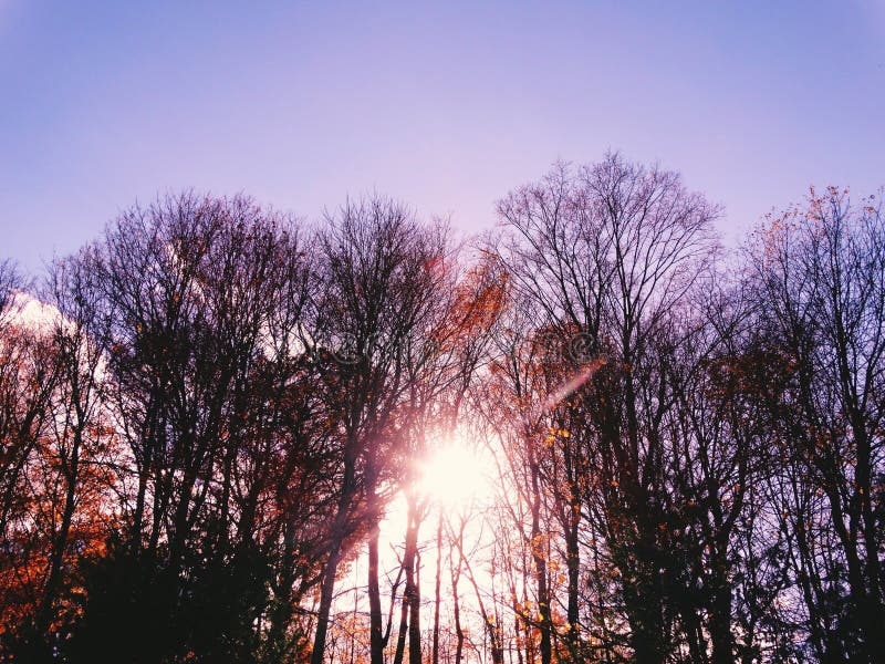 Sun Lite stock image. Image of november, trees, fall - 46449395