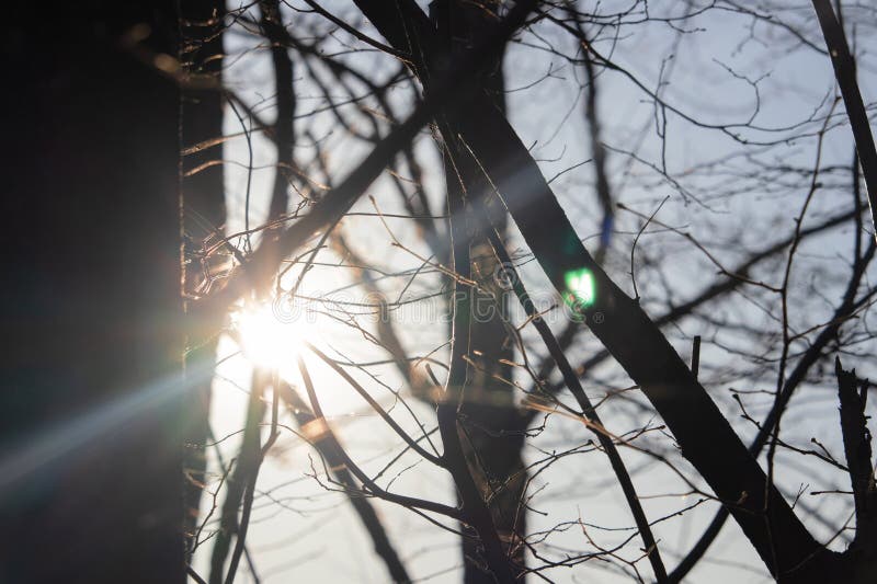 Sun with Long Rays between Dark Trees Leafless Spring Branches on ...