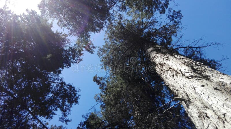 The Sun Looks through Tops of the Pine Stock Photo - Image of pines ...